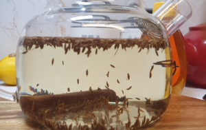 4 Detox Water to Burn Fat: Slim Down Naturally - DeluxElegance